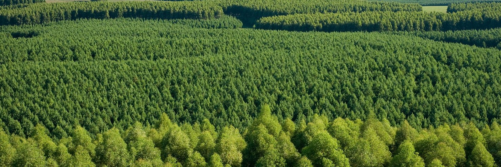 Tasmanian Hardwood & Specialty Timber Supplier Australia - Britton Timbers